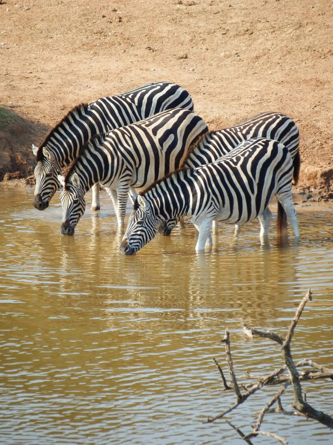 Africa in June – Where to Go and Best Safari Destinations